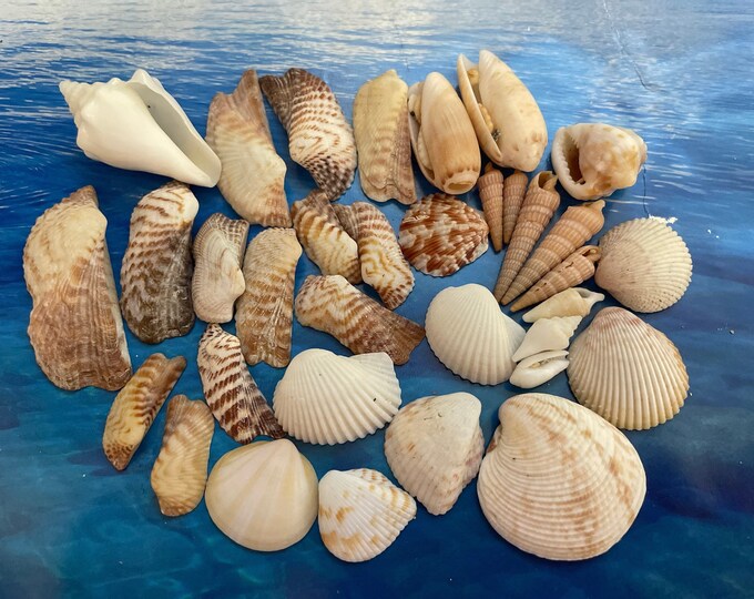 Florida Seashell Mix: Beach Decor, Craft & Jewelry Shells (33 Pieces ...