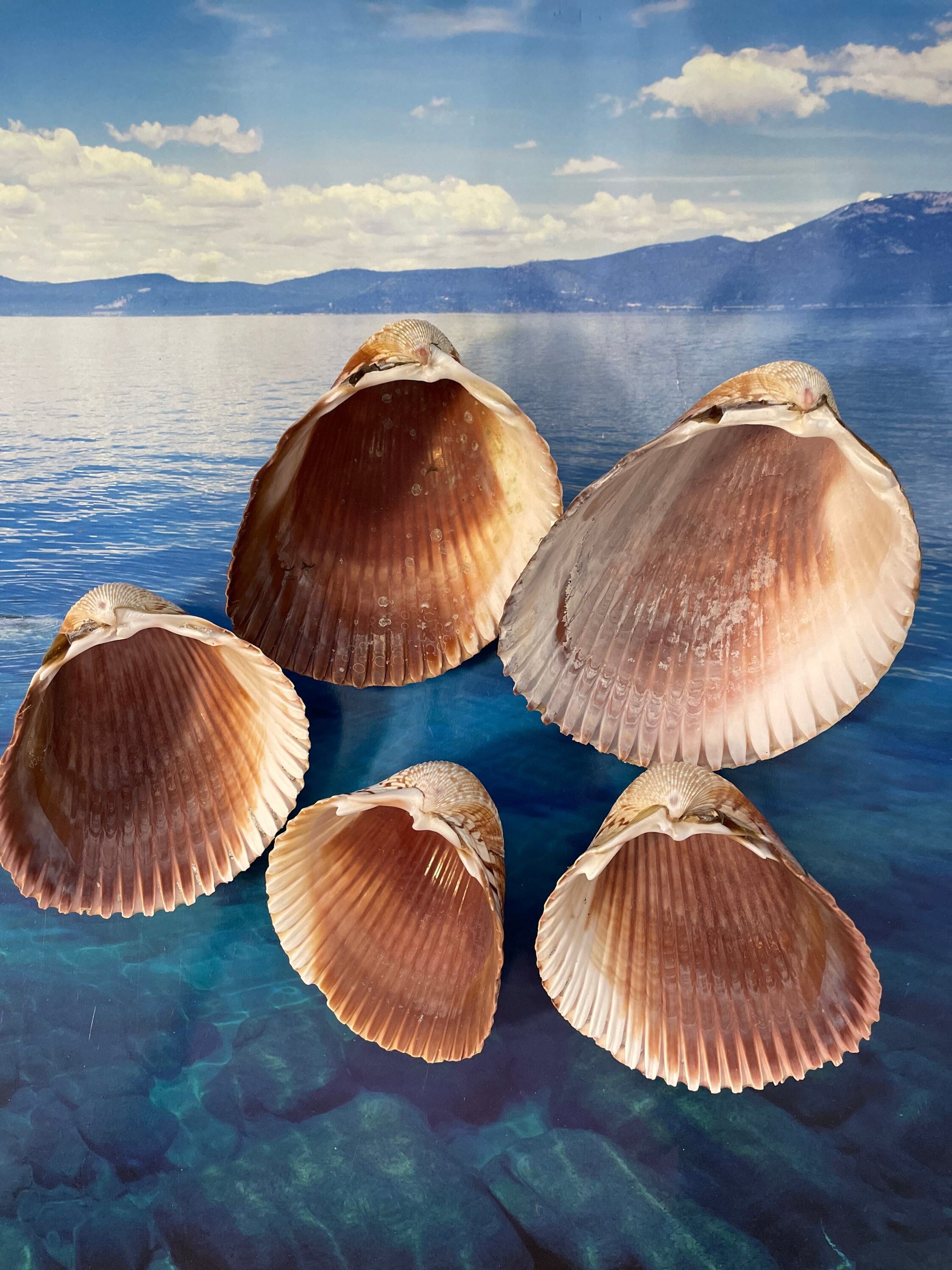 Giant Atlantic Seashells in Brown Tones for Coastal Home Decor - Etsy