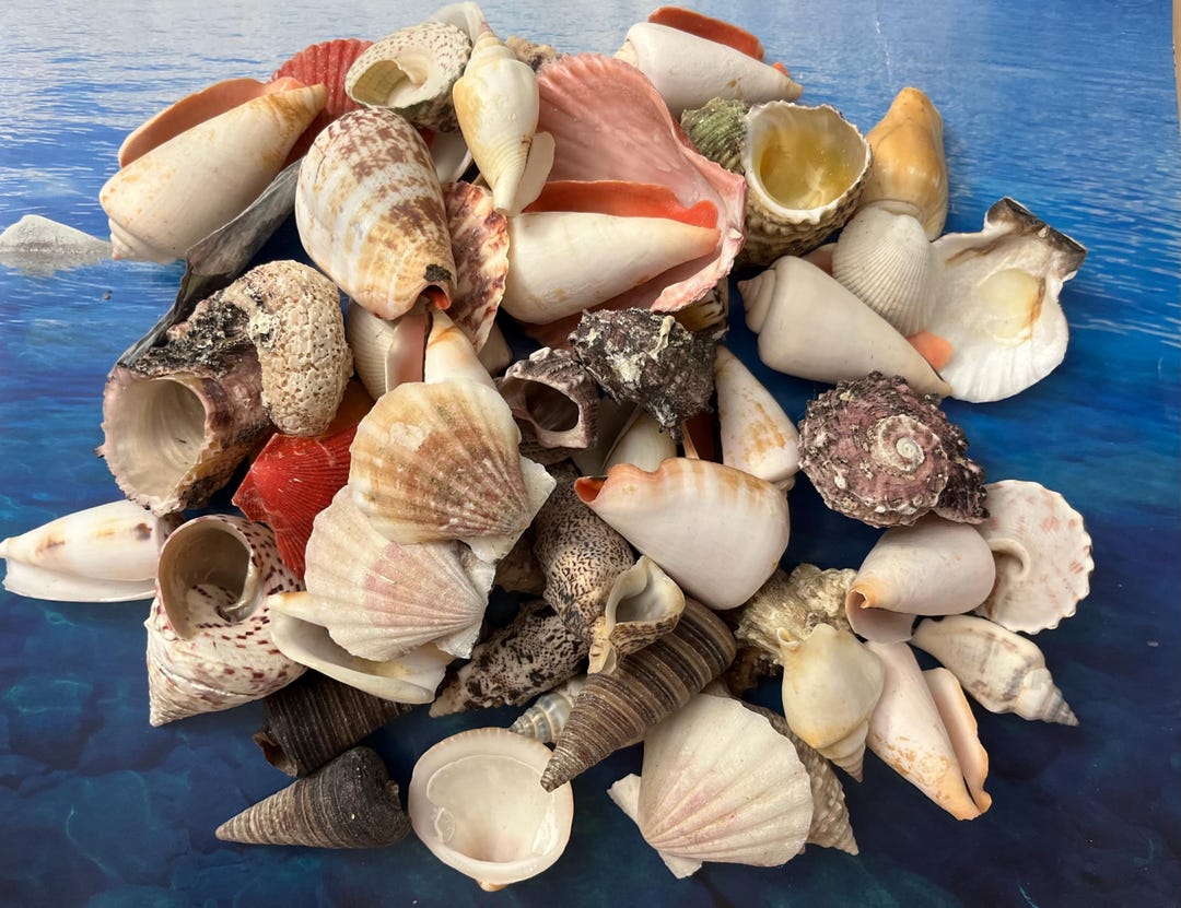 Assorted Beach Shells Collection: Natural Coastal Decor & Craft ...