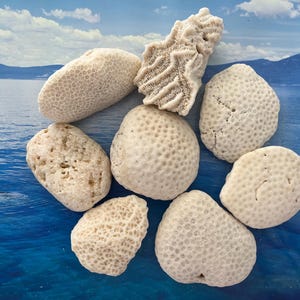 Natural Sea Coral Collection. Florida Beach Sand. Beach Coral . Natural ...