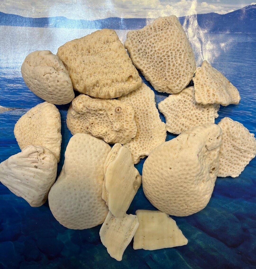 Natural Sea Coral Florida Beach. Beach Coral. Natural Coral Ocean ...