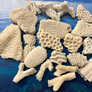 Natural Sea Coral Florida Beach. Beach Coral. Natural Coral Ocean ...