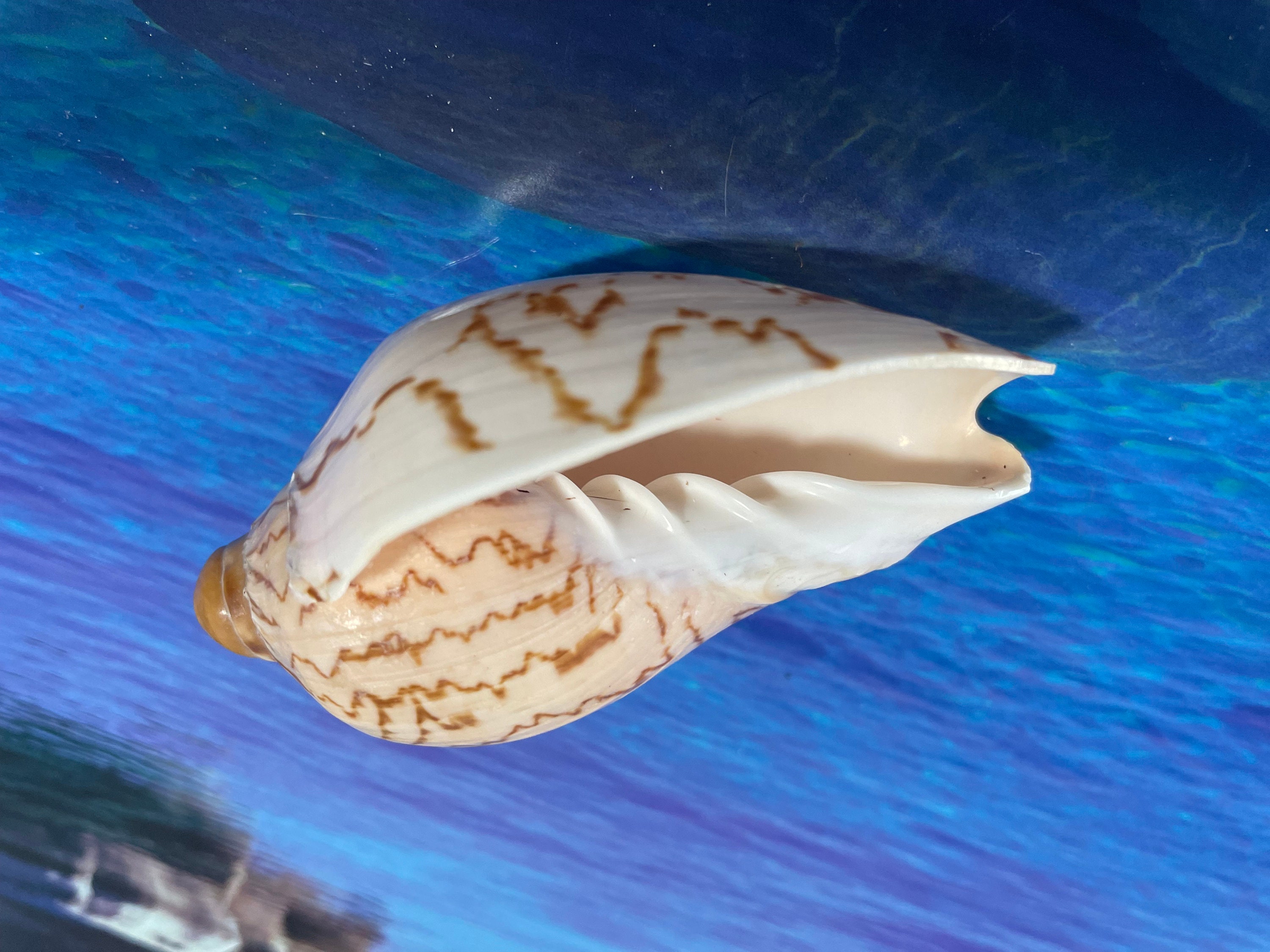 Cymbiola Nobilis. Rare Sea Shells. Gorgeous Beach Shells. Home Decor ...