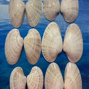 Sunray Venus Seashells Set: Florida Beach Decor, Art Project Shells (12 ...