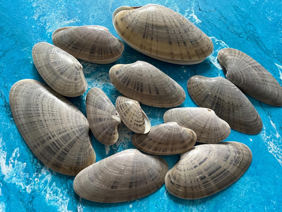 Set 13 Pcs. Sunray Venus Giant Atlantic Seashells, Home Decor. Large ...