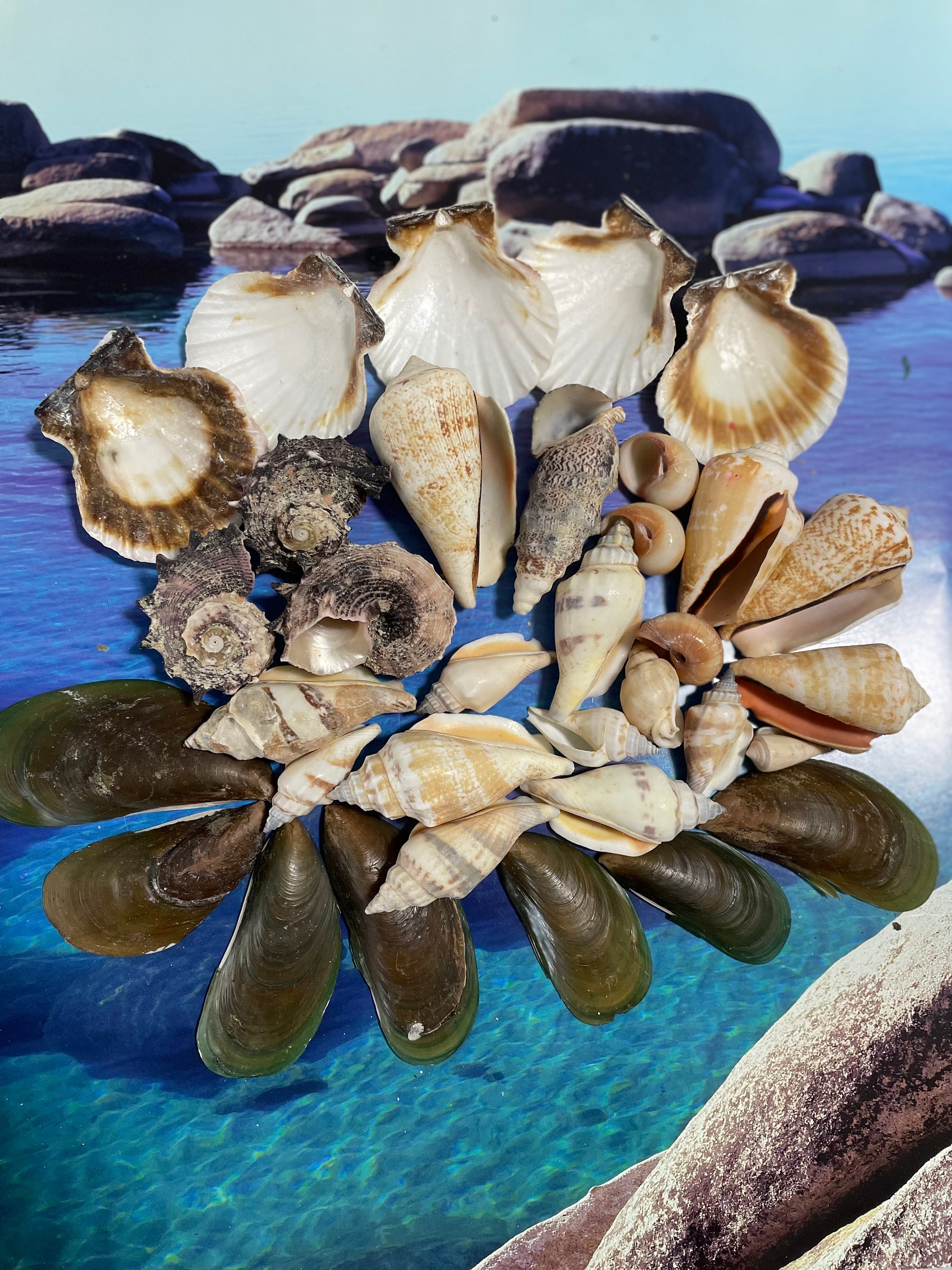 Rare Sea Shells. Gorgeous Beach Shells. Decor for Home Boat - Etsy