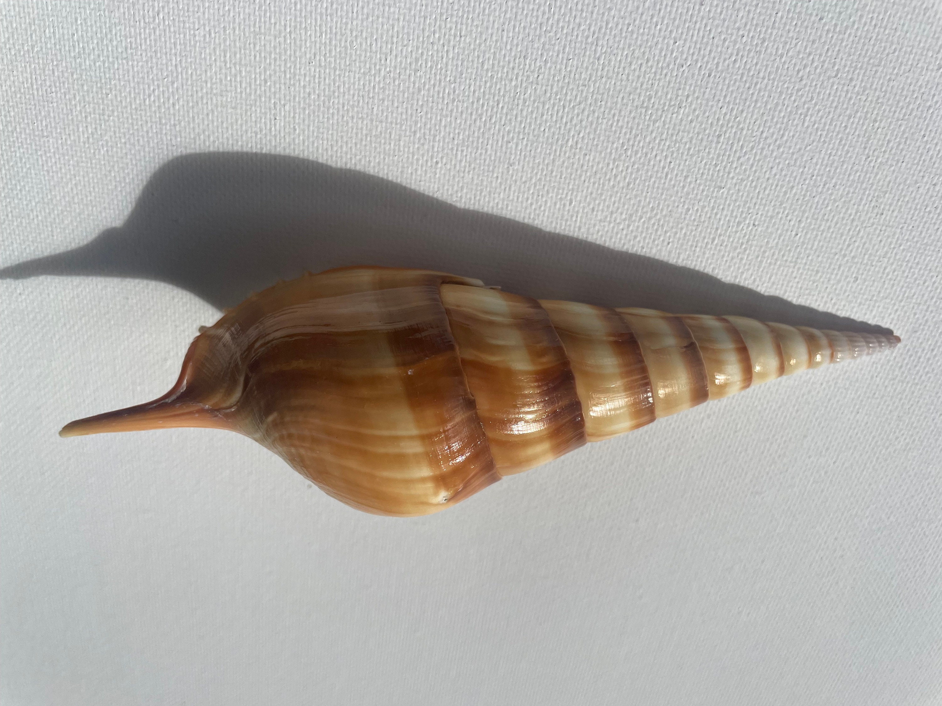 Tibia Curta Shell. Spindle Tibia Sea Shell Tibia Fusus Gastropod Sea ...