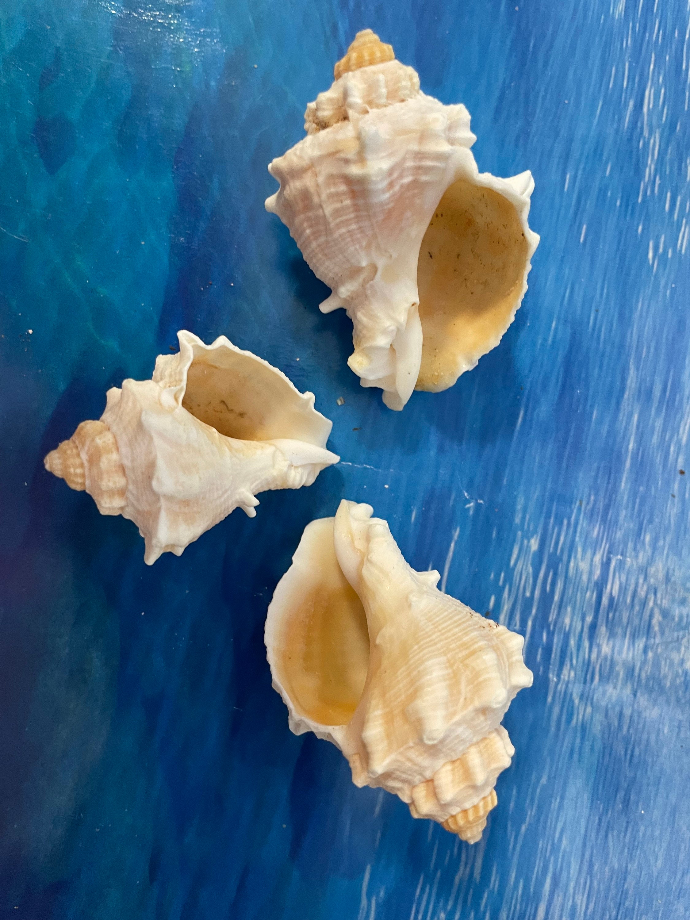 Ocean Shells. Beach Shells. Decor for Marine Aquariums - Etsy
