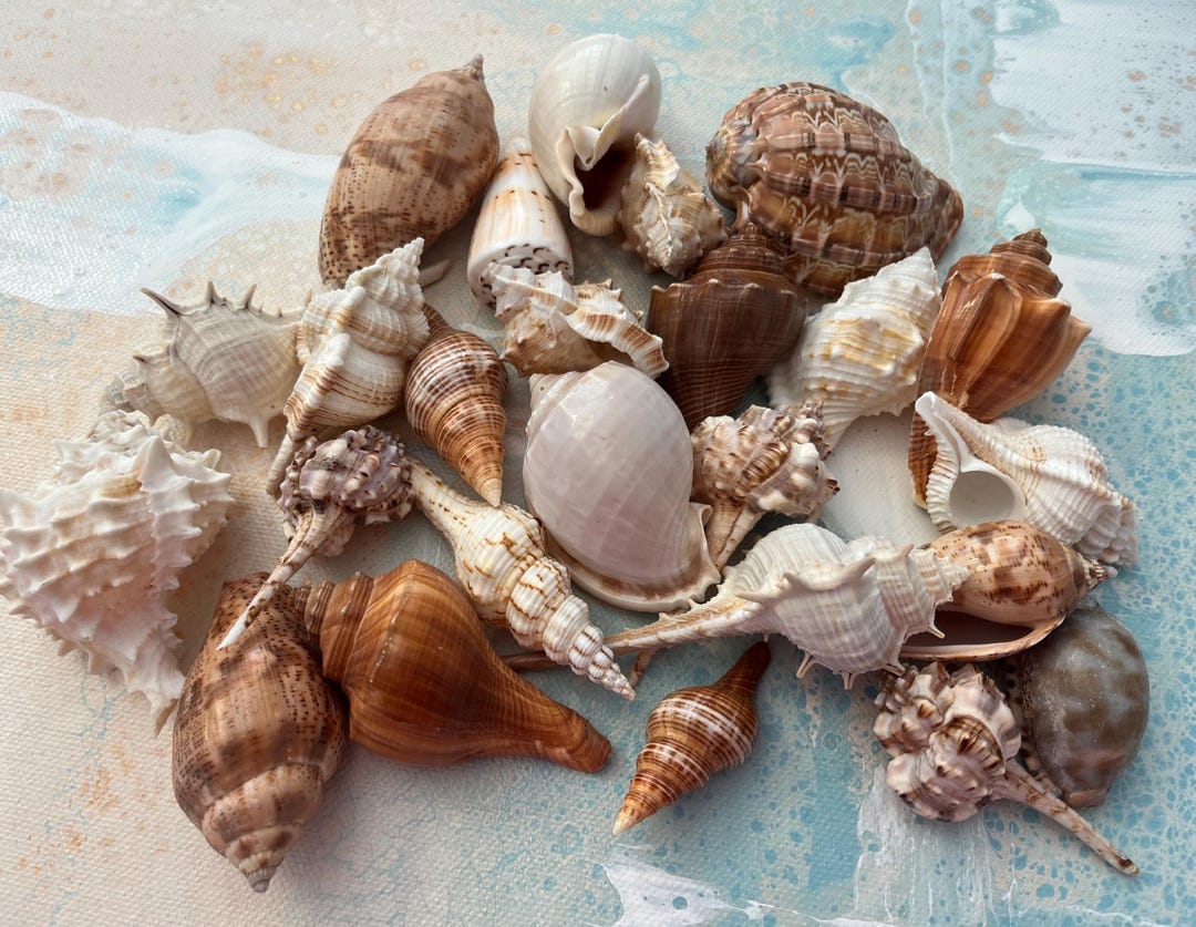 Rare Ocean Shells. Magnificent Beach Shells. Assorted Rare Florida ...