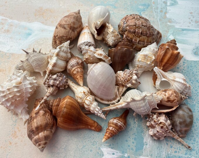 Rare Ocean Shells. Magnificent Beach Shells. Assorted Rare Florida ...