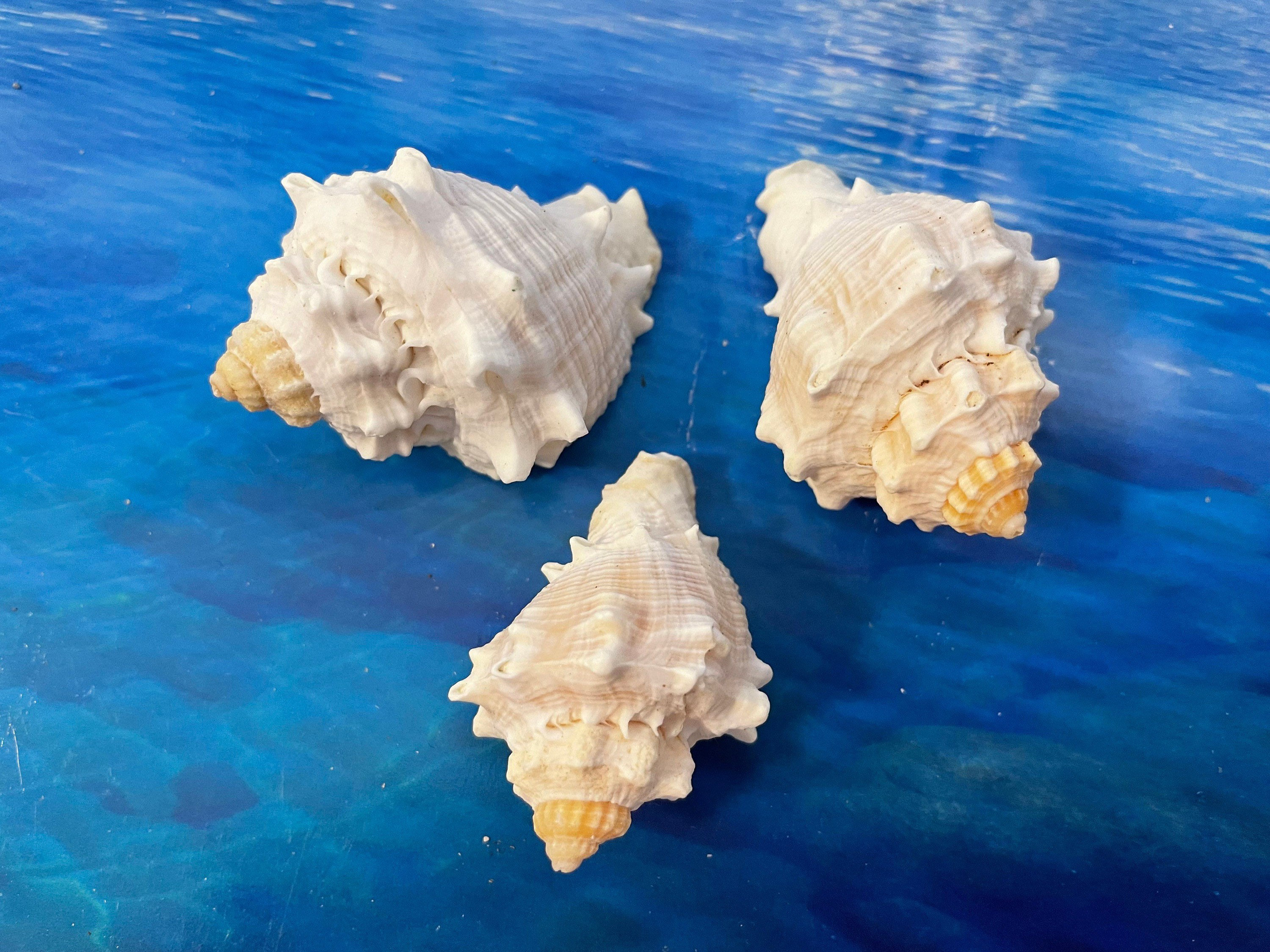 Ocean Shells. Beach Shells. Decor for Marine Aquariums - Etsy