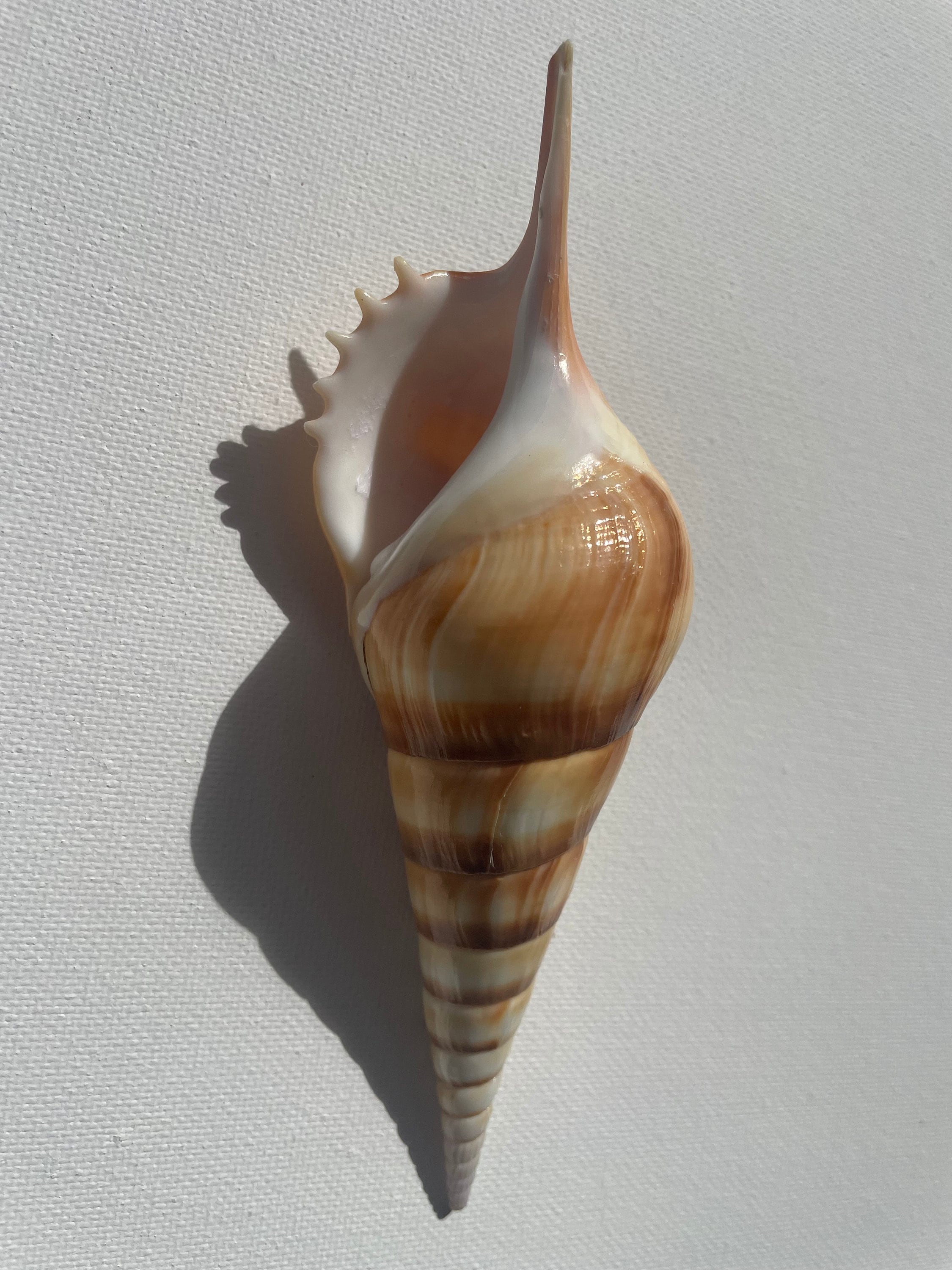 Tibia Curta Shell. Spindle Tibia Sea Shell Tibia Fusus Gastropod Sea ...