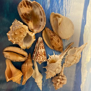 Rare Ocean Shells. Magnificent Beach Shells. Décor for Home, Boat ...