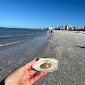 Set 13 Pcs. Sunray Venus Giant Atlantic Seashells, Home Decor. Large ...