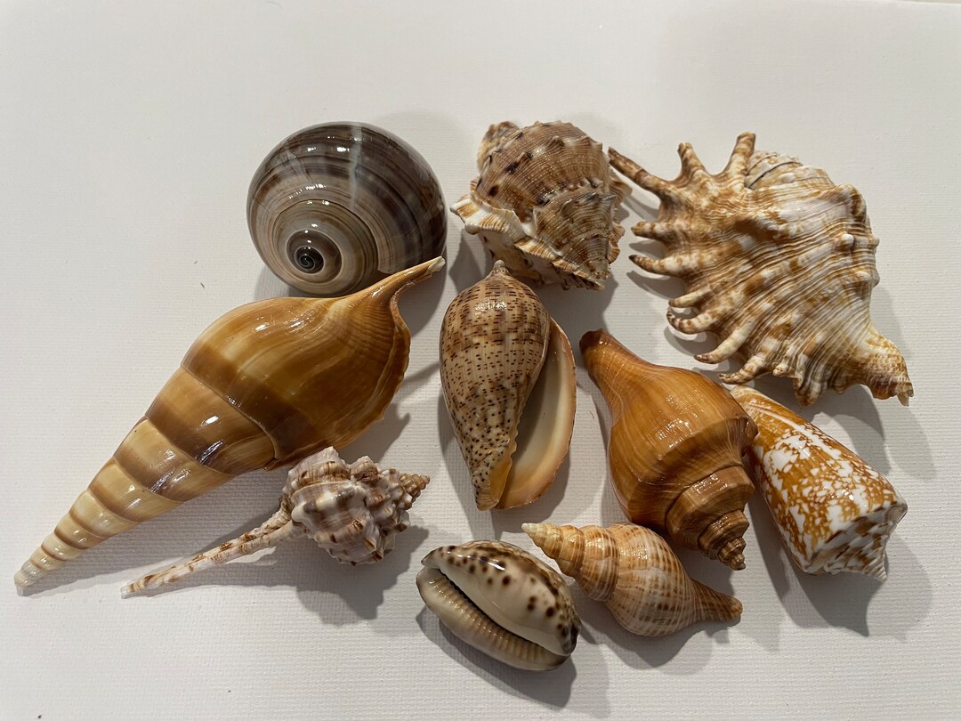 Assortment of Sea Shells. Gorgeous Beach Shells. Decor for Home, Boats ...