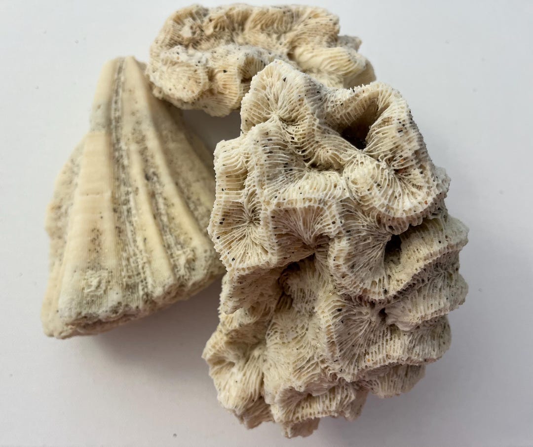 Florida Fossil Coral Rocks: Natural Beach Ocean Decor, 3-piece Set - Etsy
