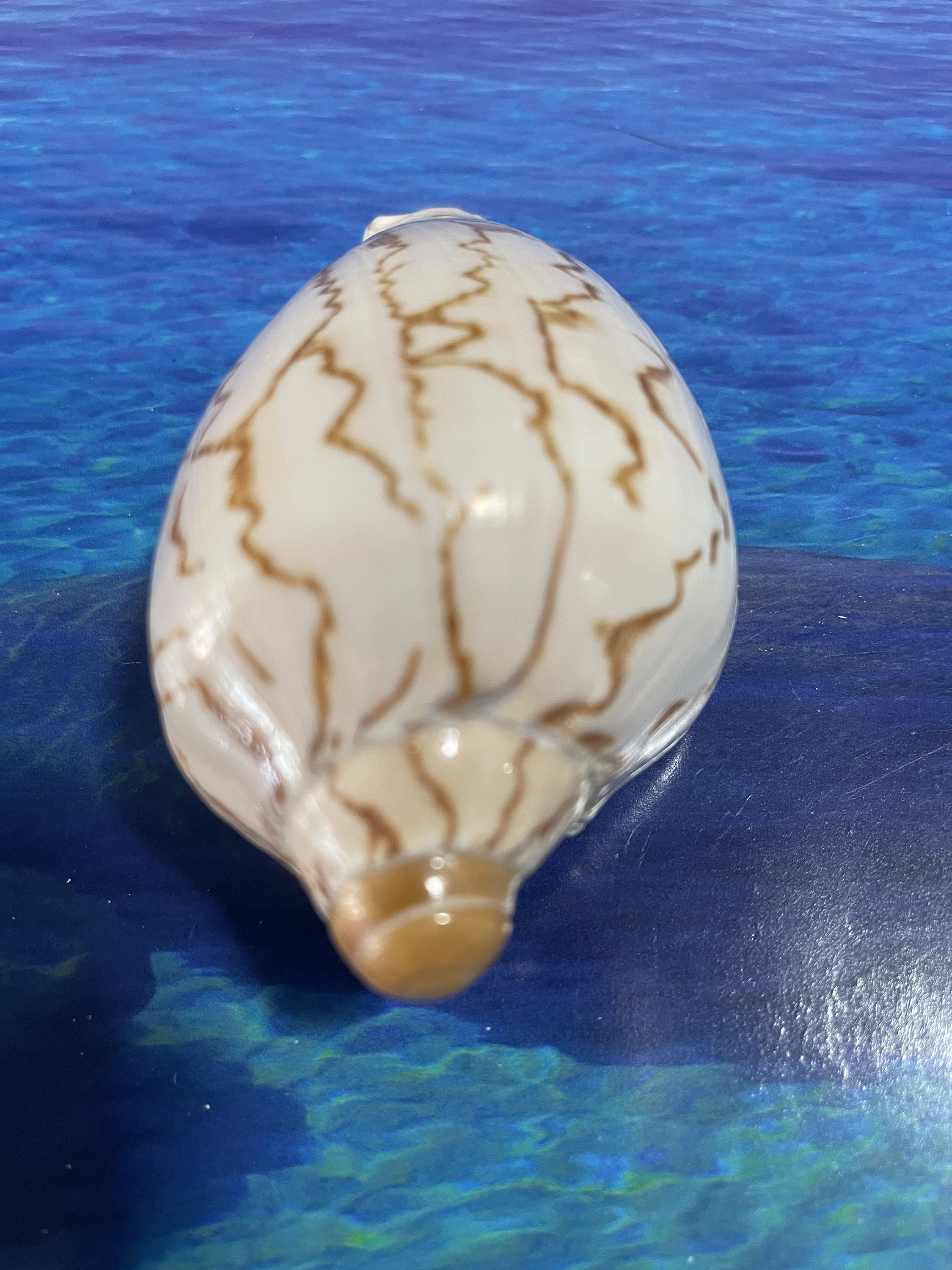 Cymbiola Nobilis. Rare Sea Shells. Gorgeous Beach Shells. Home Decor ...