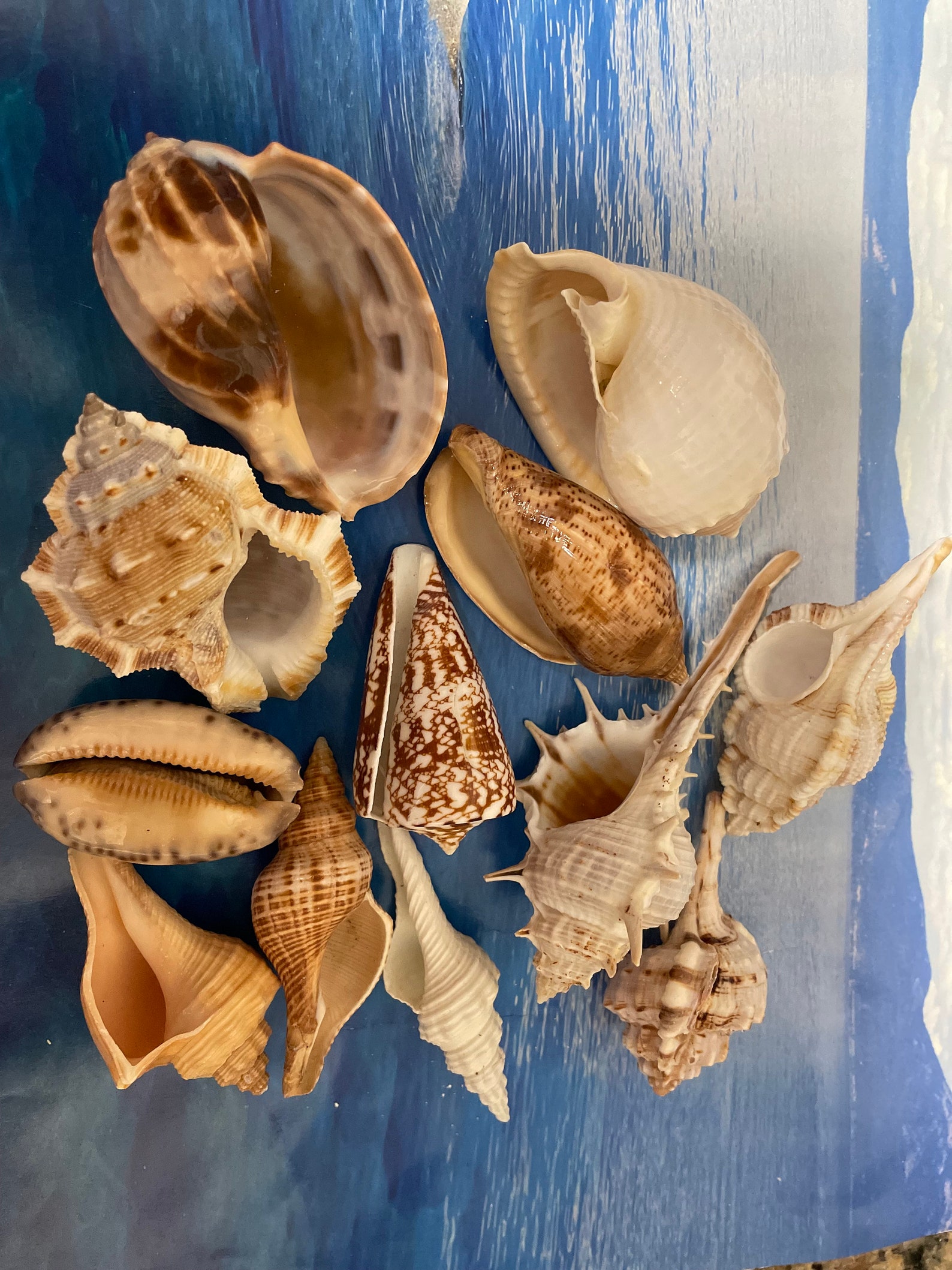 Rare Ocean Shells. Magnificent Beach Shells. Décor for Home - Etsy