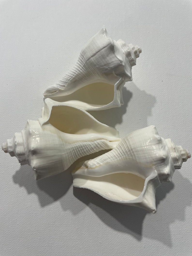 White Melongena Conch Shells (set of 3) - Craft & Home Decor - Etsy