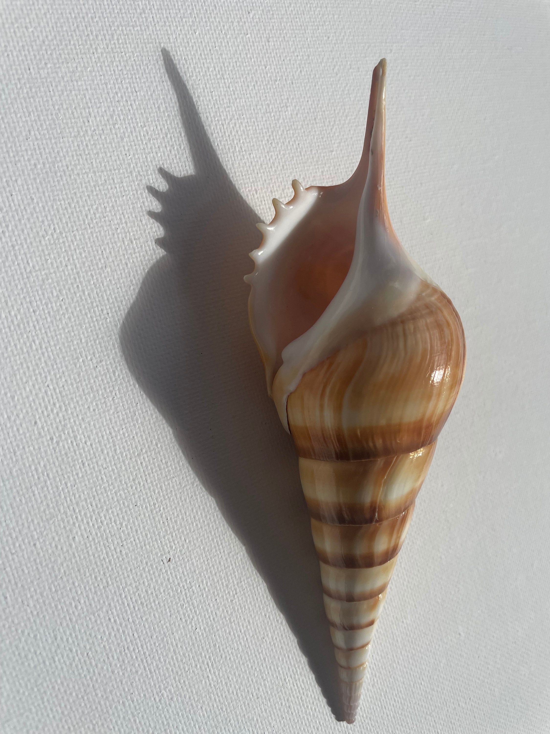 Tibia Curta Shell. Spindle Tibia Sea Shell Tibia Fusus Gastropod Sea ...