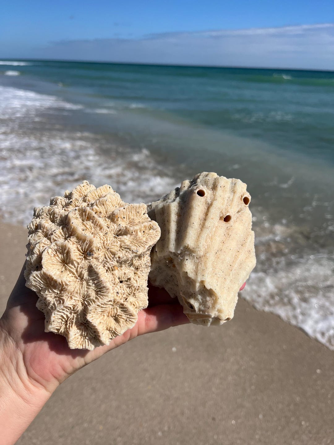 Florida Fossil Coral Rocks: Natural Beach Ocean Decor, 2-piece Set - Etsy