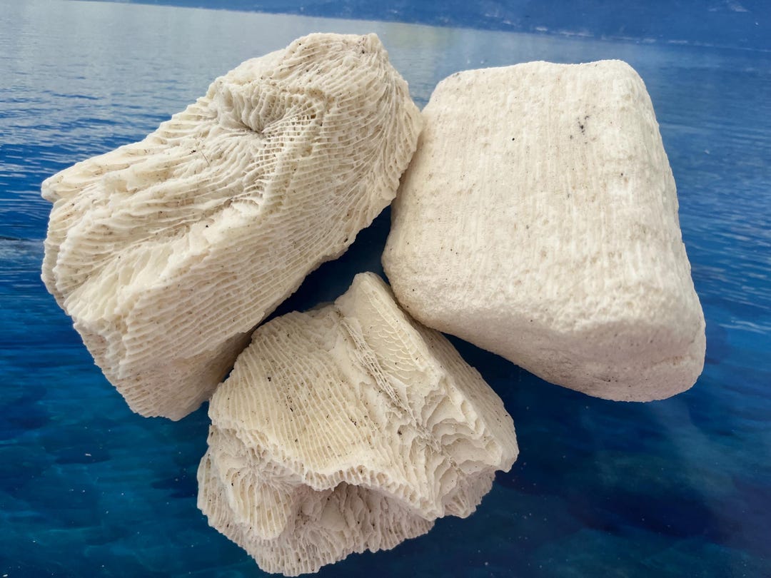 Natural Sea Coral Collection: Coastal Home Decor - Etsy