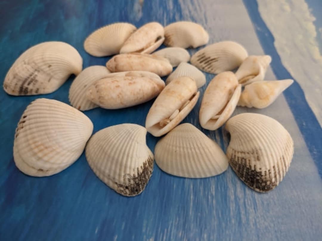 Mixed Seashells - Natural Shells, Ocean Seashells, Beach Shells ...