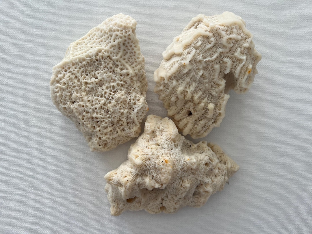 Natural Sea Coral Collection. Florida Beach Sand. Beach Coral . Natural ...