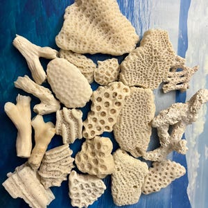 Natural Sea Coral Florida Beach. Beach Coral. Natural Coral Ocean ...