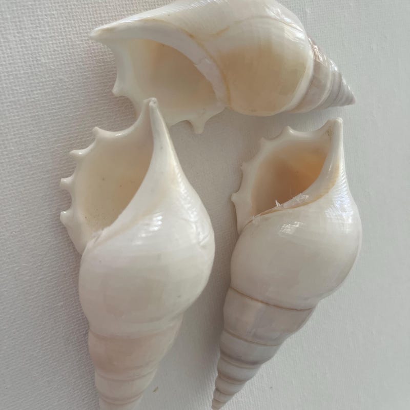 Rare Sea Shells - Etsy