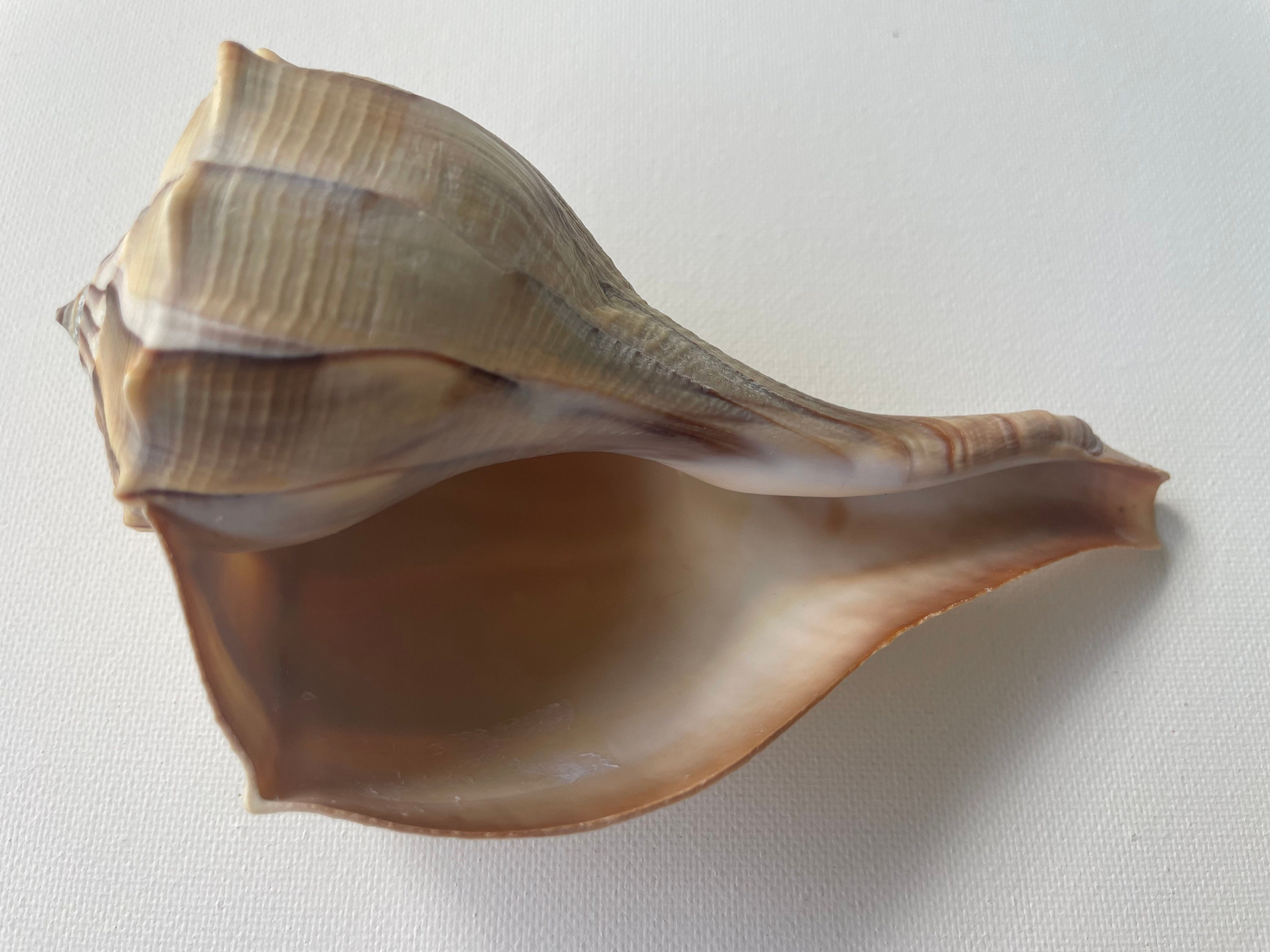 Atlantic Whelks Sea Shell Ocean Shells. Beach Shells. Decor for Marine ...