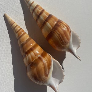 Tibia Curta Shell. Spindle Tibia Sea Shell Tibia Fusus Gastropod Sea ...