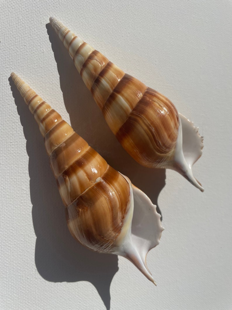 Tibia Curta Shell. Spindle Tibia Sea Shell Tibia Fusus Gastropod Sea ...