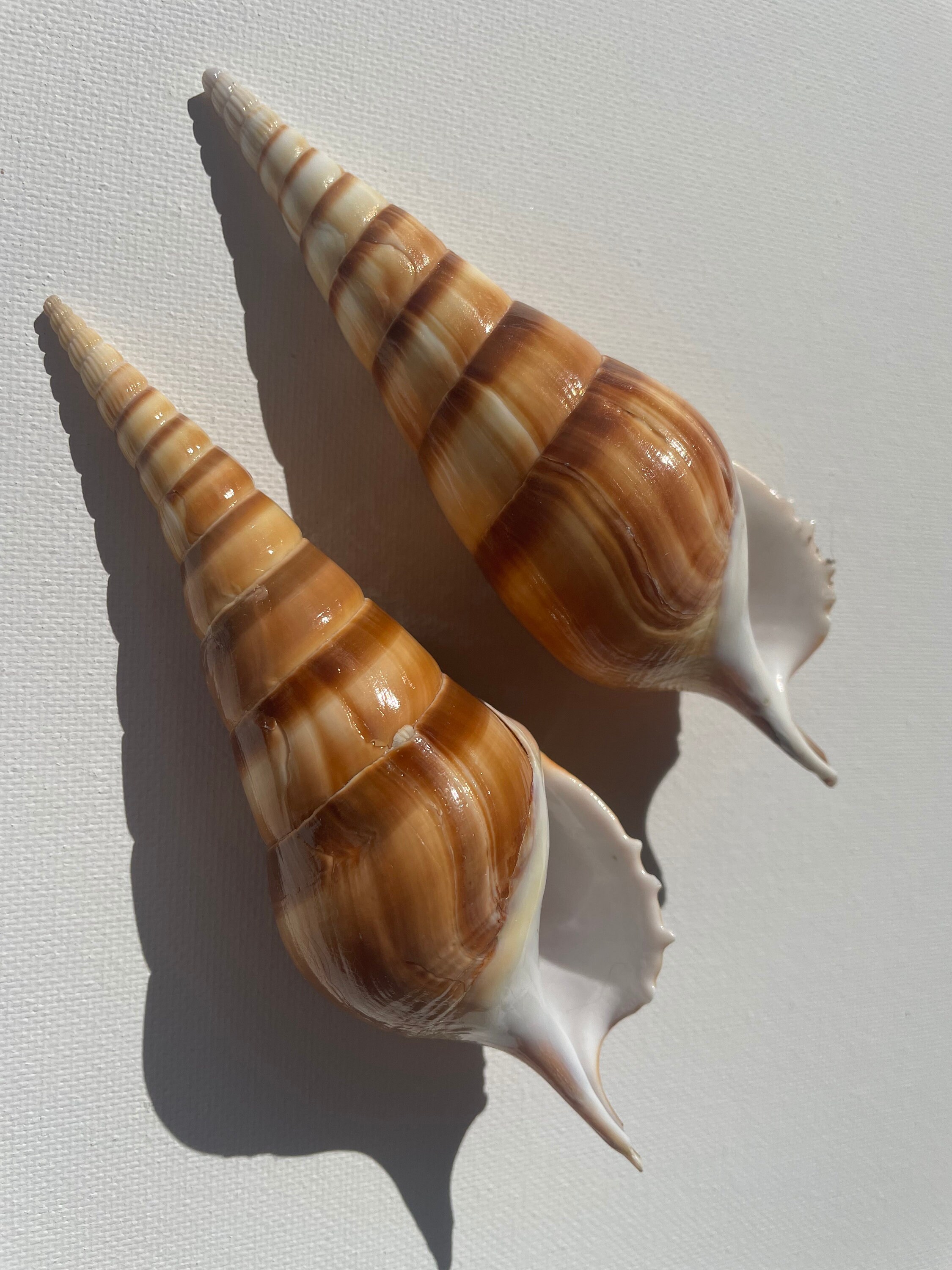 Tibia Curta Shell. Spindle Tibia Sea Shell Tibia Fusus Gastropod Sea ...