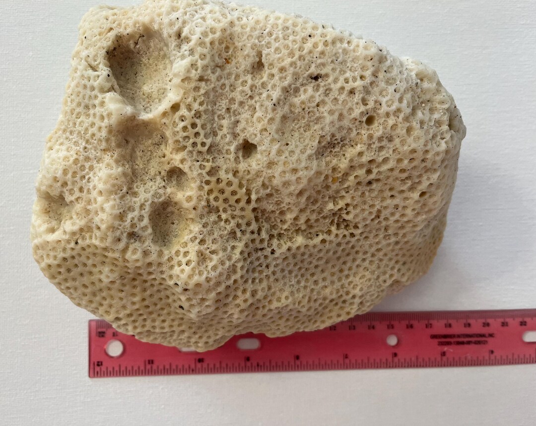 Natural Sea Coral Florida Beach. Beach Coral. Natural Coral Ocean ...