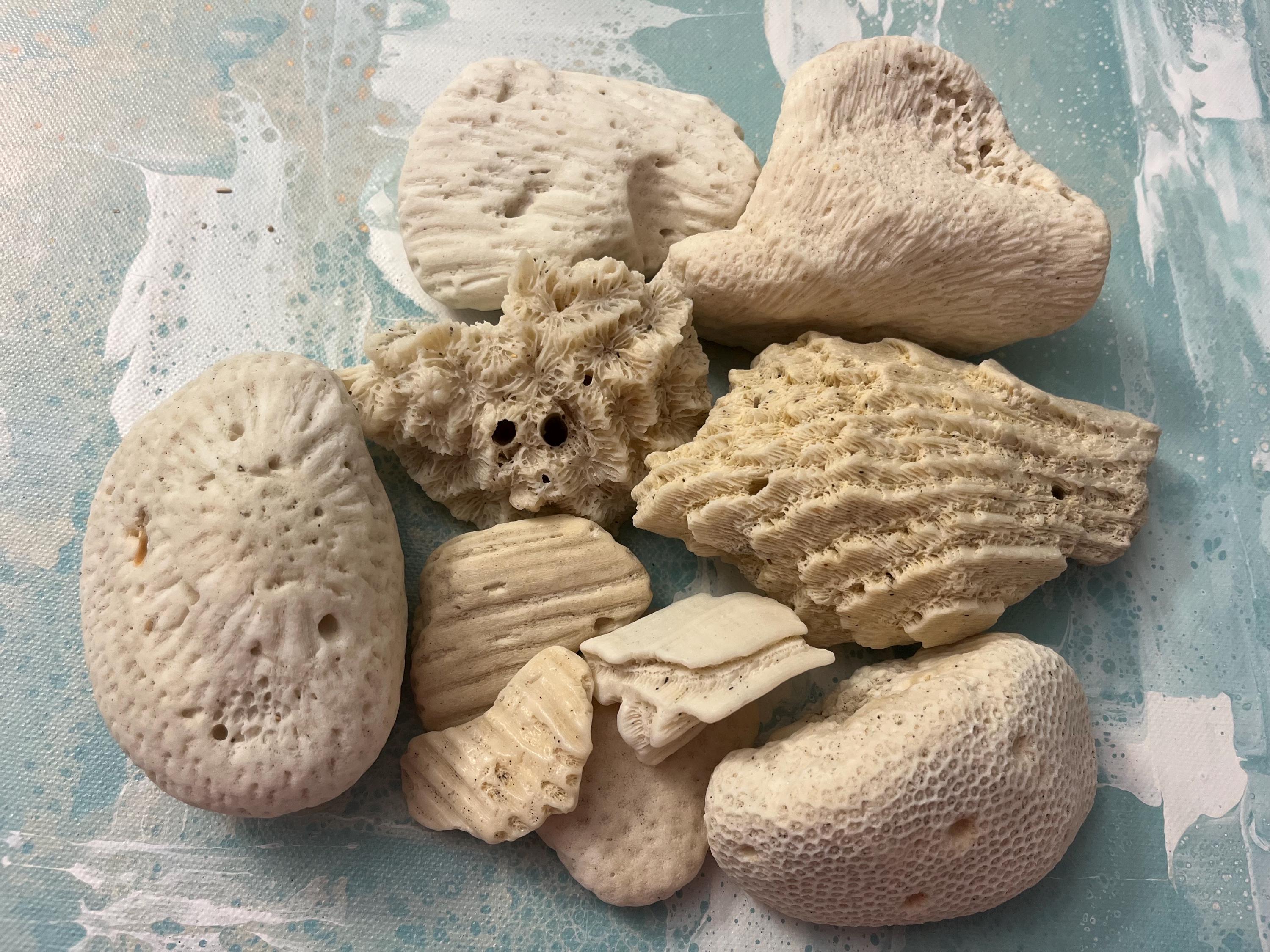 Natural Fossil Coral Rocks: Beach Ocean Decor, Coastal Crafts - Etsy