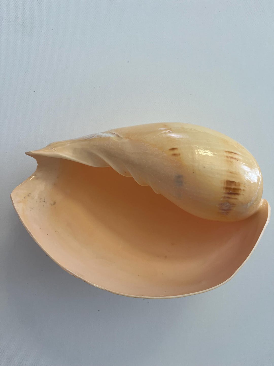 Natural Melo Melo Shell: Coastal Home Decor, Beach Gift (7 Inch.) - Etsy