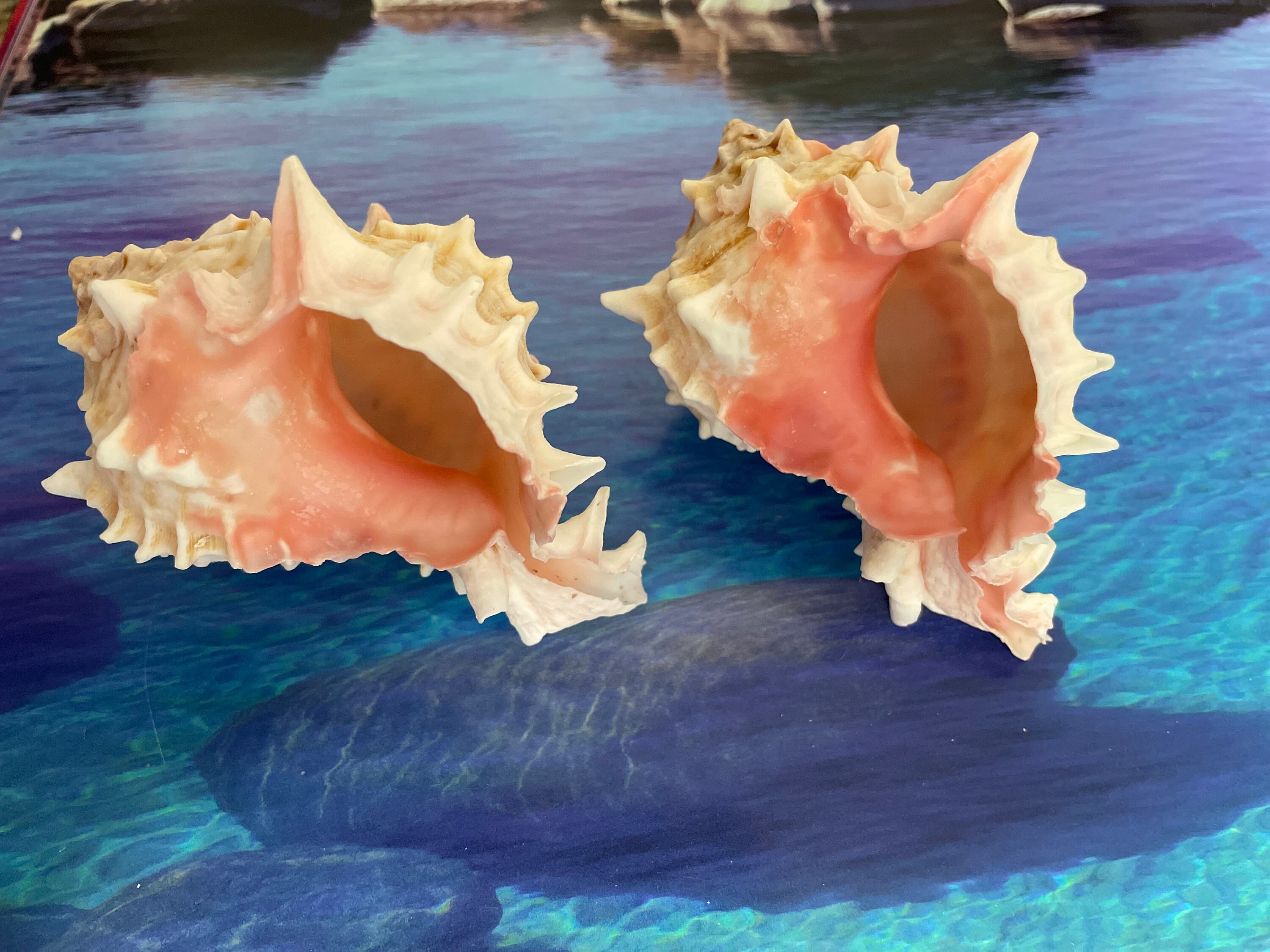 Ocean Shells. Beach Shells. Decor for Marine Aquariums - Etsy