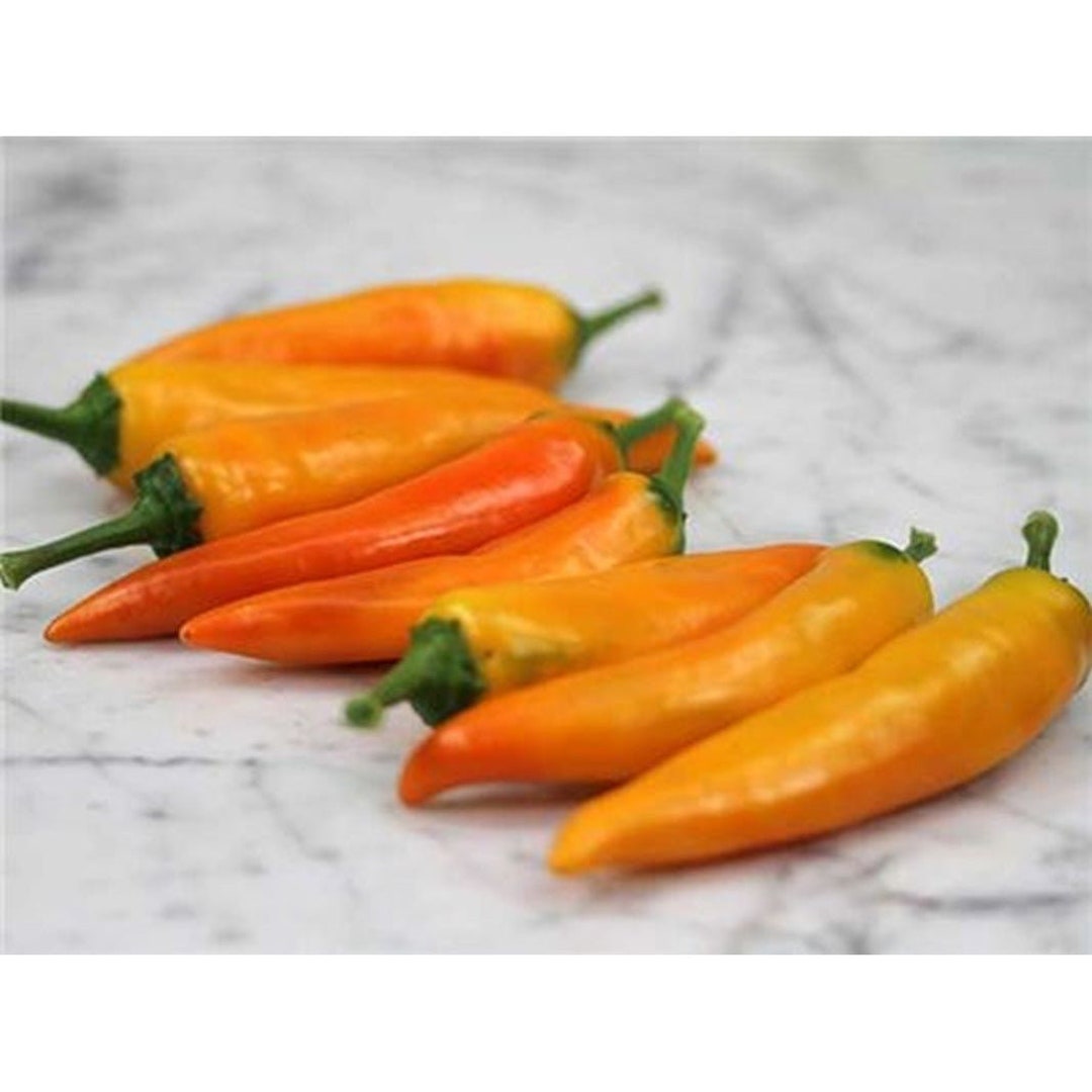Tequila Sunrise Sweet Pepper Seeds - Etsy