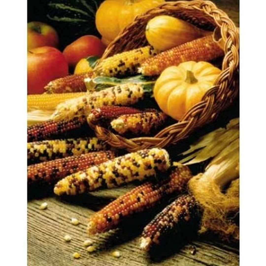 Carousel Corn Seeds - Etsy