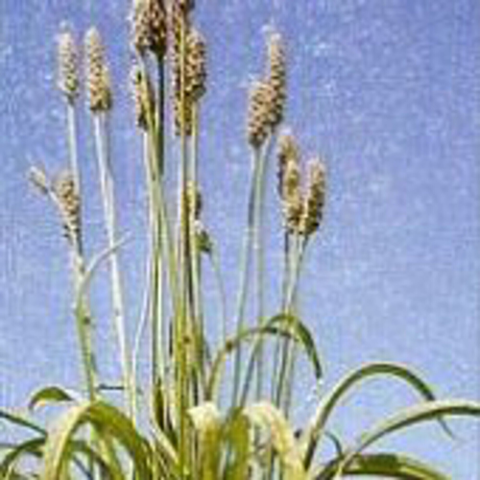 Psyllium Plant