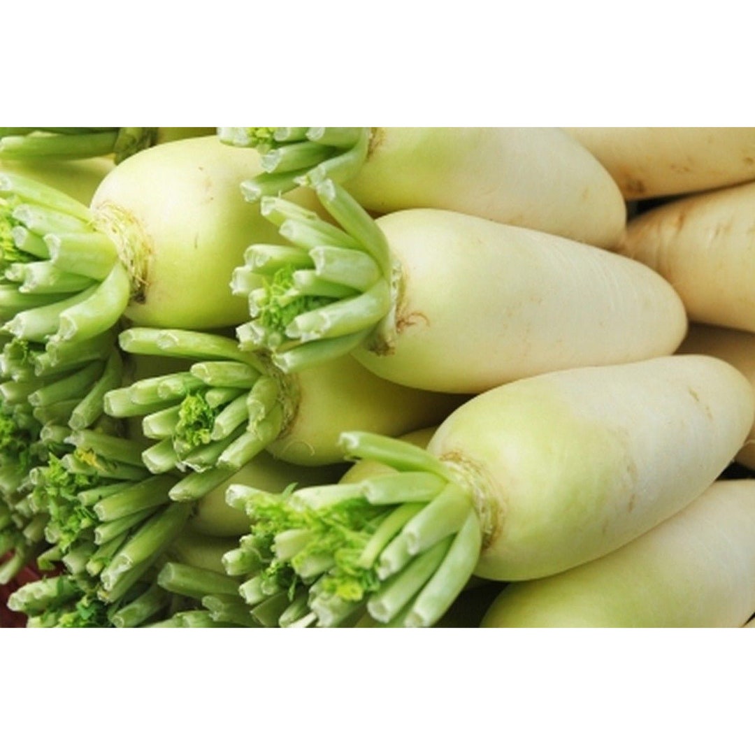 China White Winter Radish Seeds - Etsy
