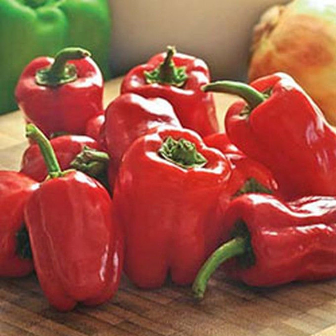 Cajun Belle Pepper Seeds - Etsy