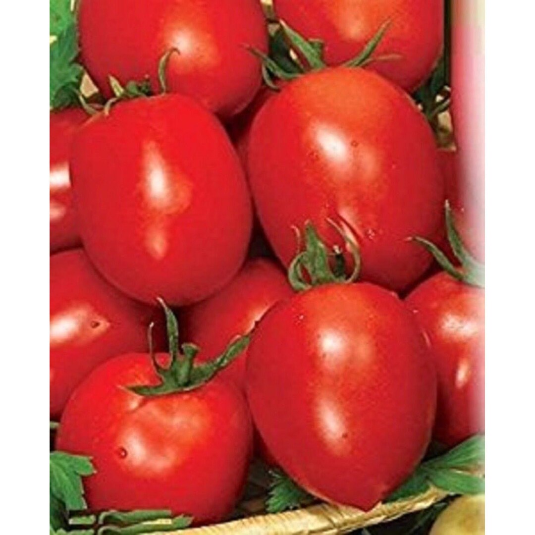 Rio Fuego Tomato Seeds - Etsy