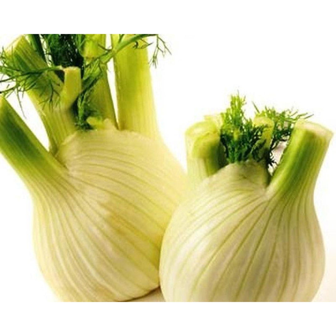 Fennel, Florence finnocchio Seeds - Etsy