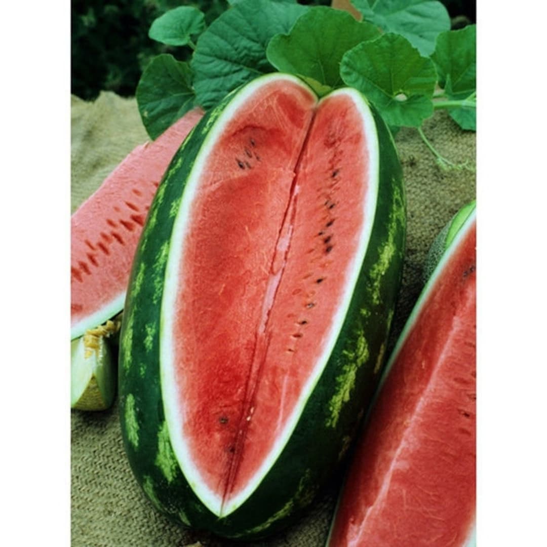 All Sweet Watermelon Seeds - Etsy