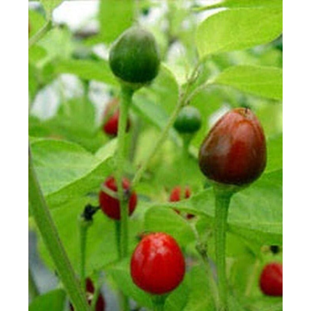 South African Pequin Hot Pepper Seeds - Etsy