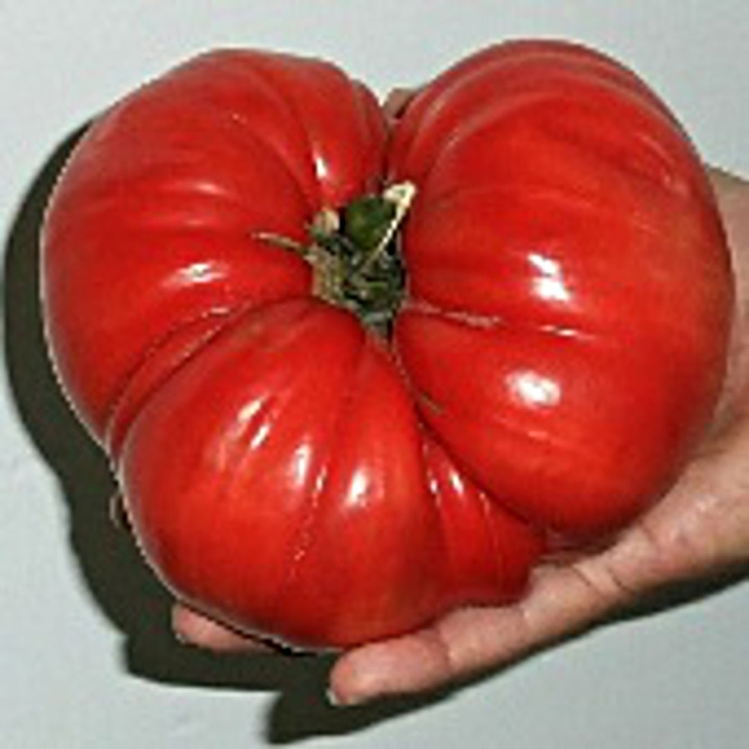 Goliath Tomato Seeds - Etsy