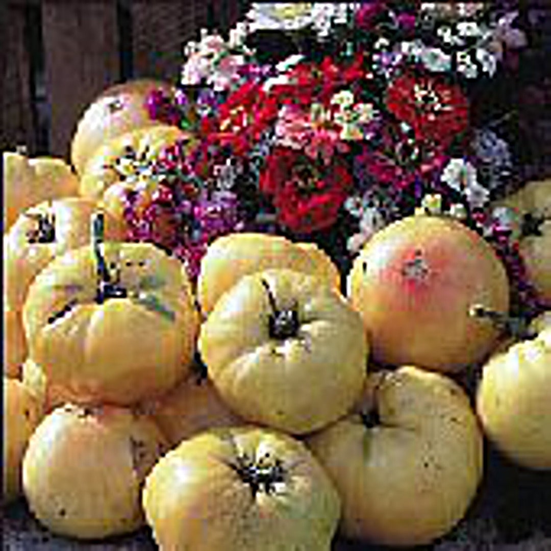 Basinga Tomato Seeds - Etsy