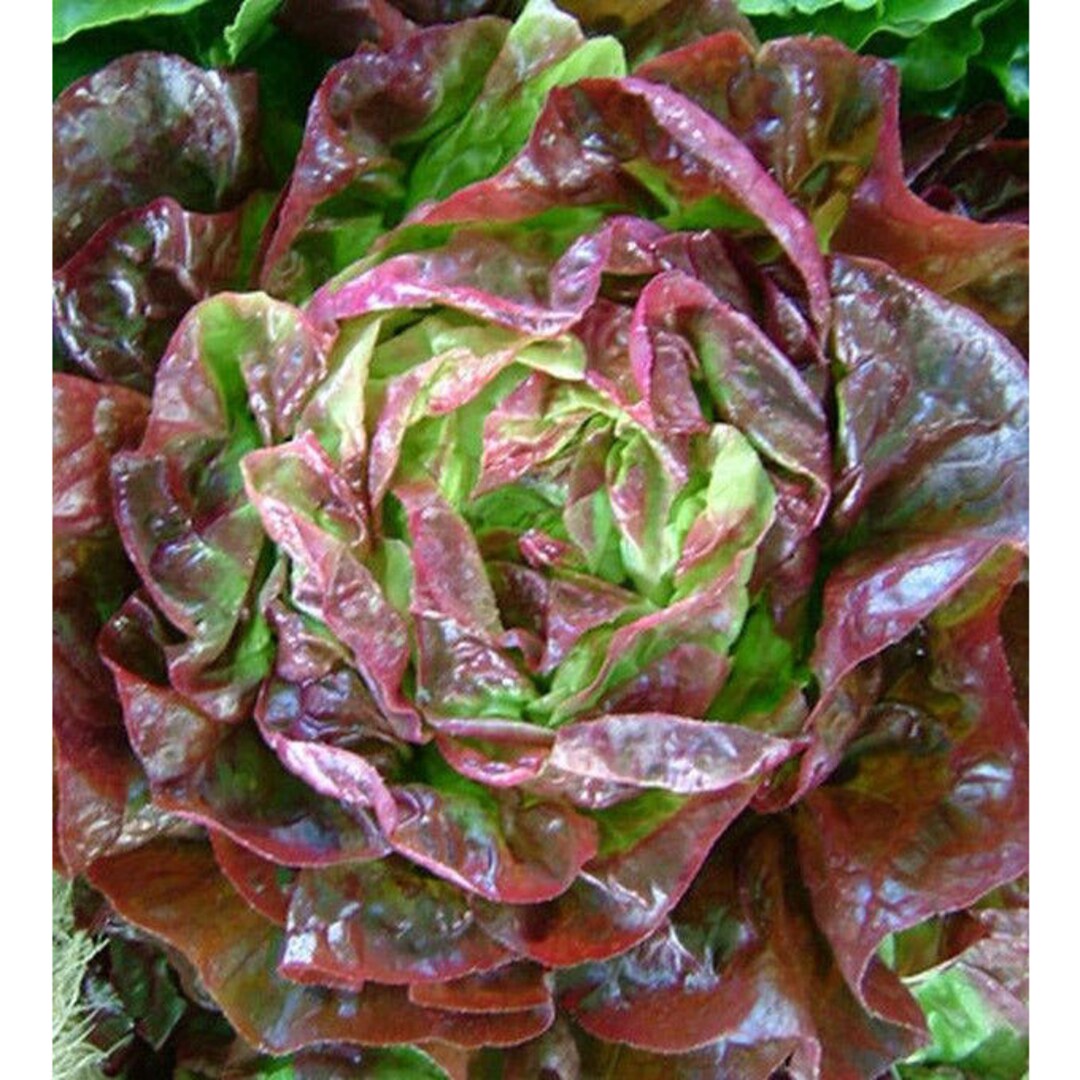 Ruby red Lettuce Seeds - Etsy